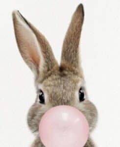 What is The Shelf Life of Chewing Gums? – My Budget Recipes